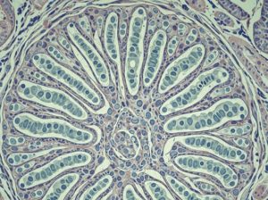 Rete Testis